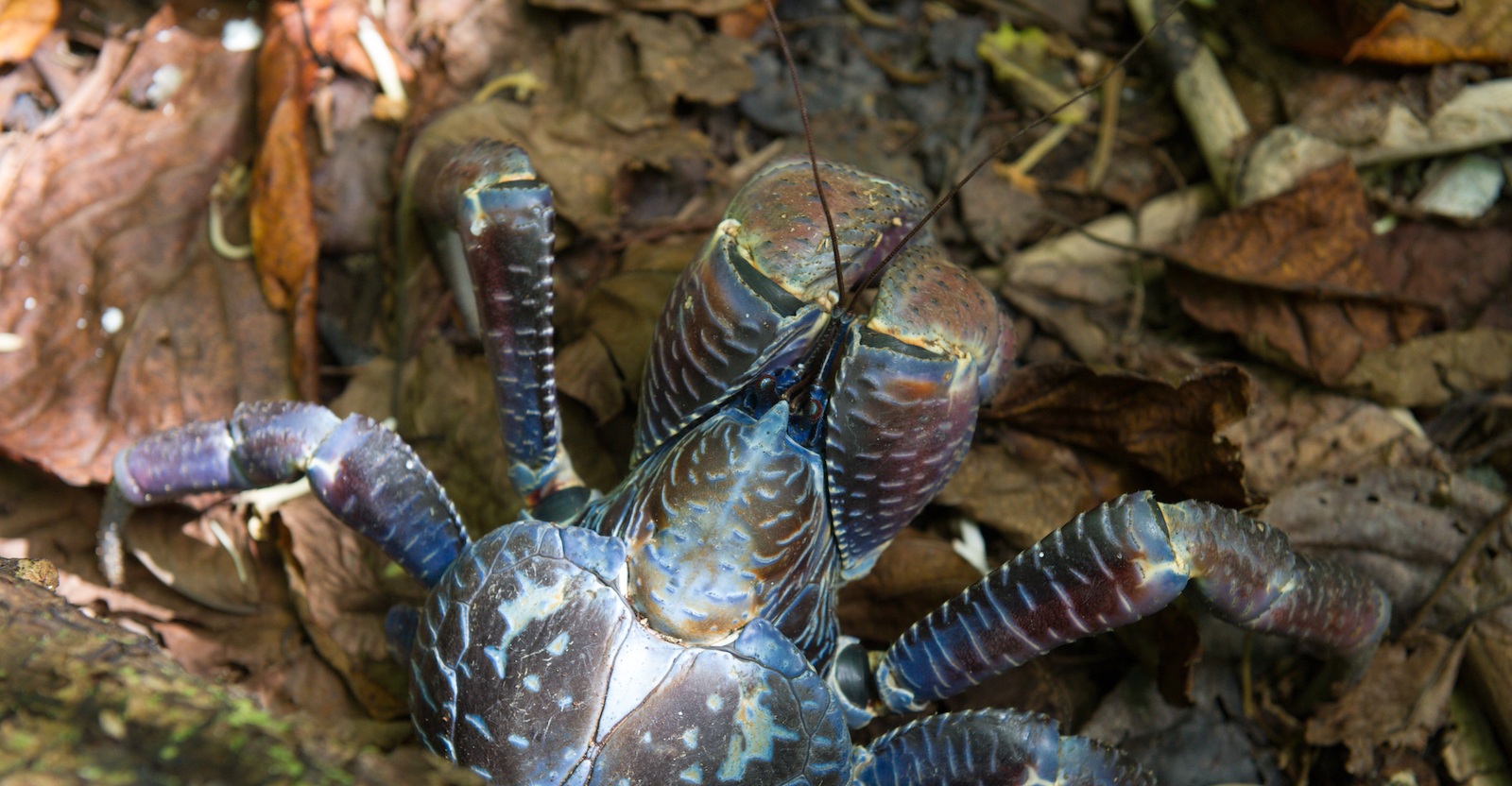 kaveu | Tetiaroa Society