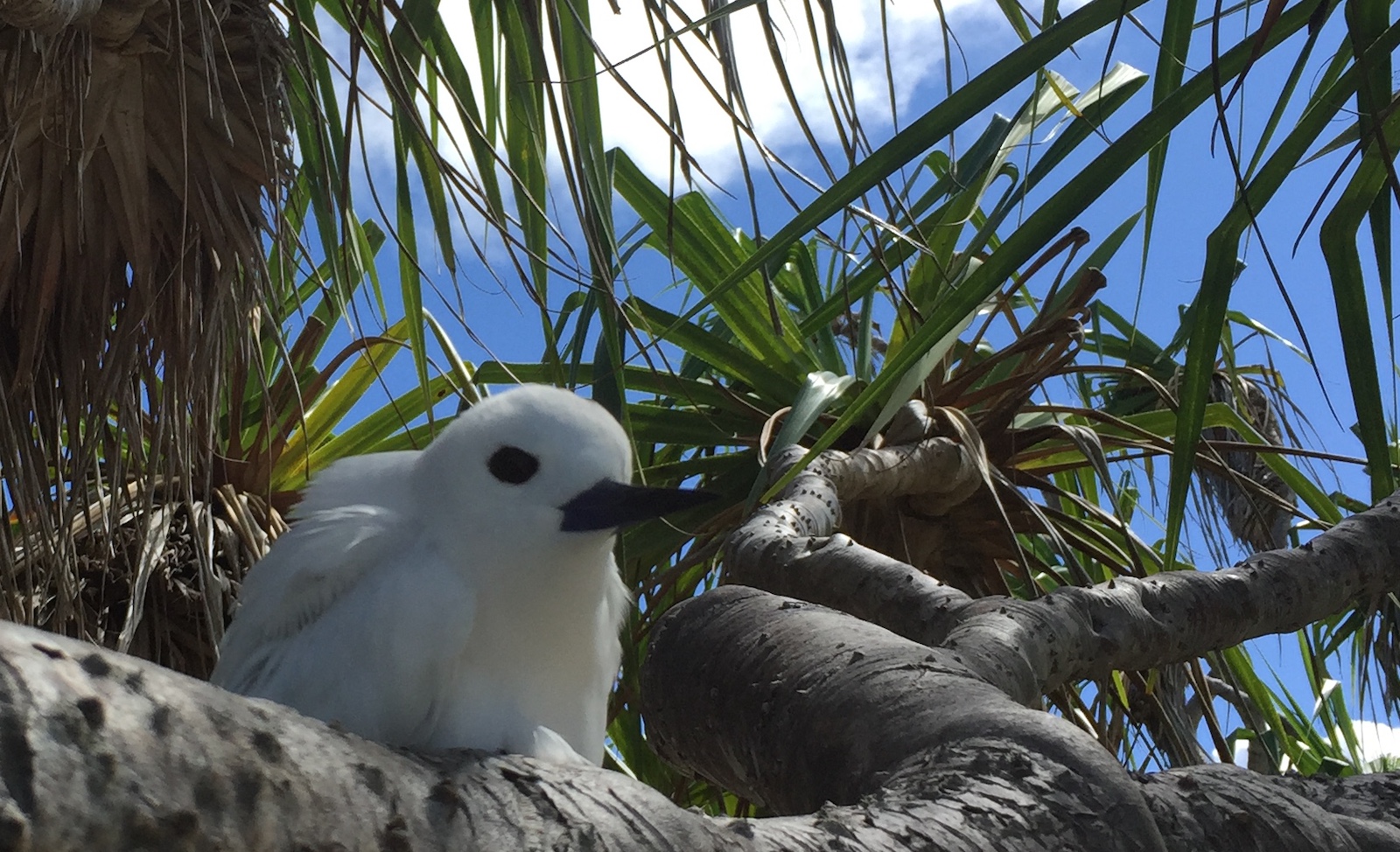 White tern | Tetiaroa Society