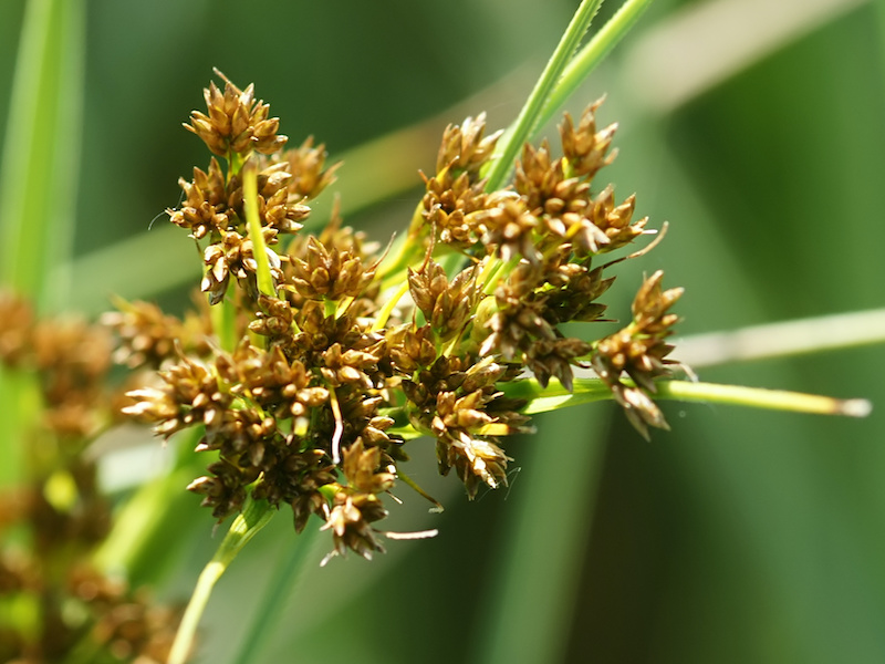 Cladium | Uti uti | Sawgrass | Tetiaroa Society