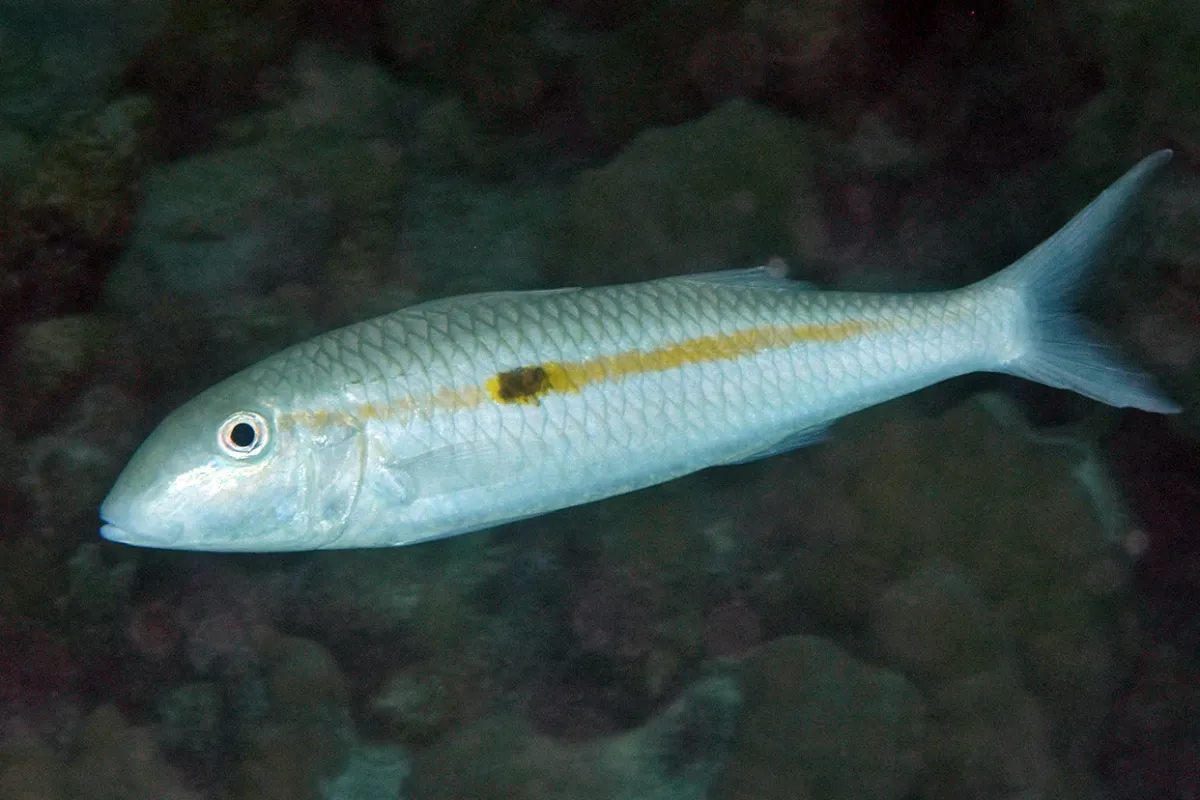 Surmulet à ligne jaune | Tetiaroa Society