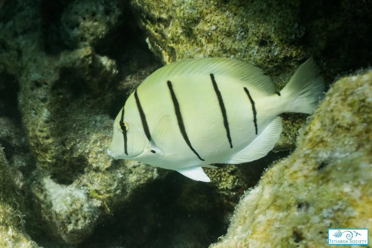 Convict surgeonfish | Tetiaroa Society