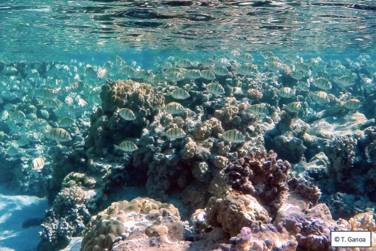 Convict surgeonfish | Tetiaroa Society