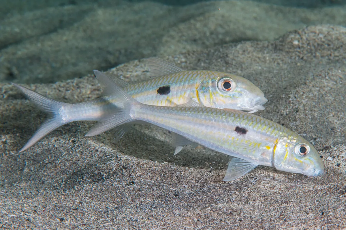 Yellowstripe Goatfish | Tetiaroa Society