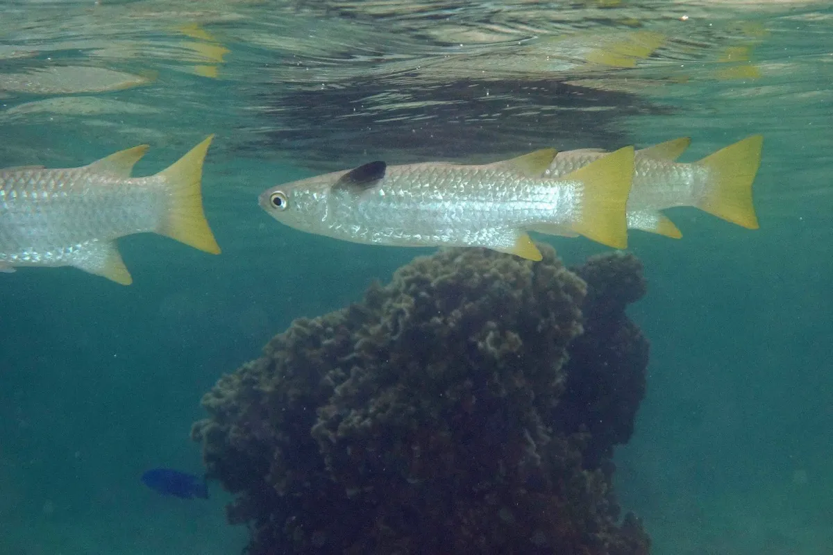 Squaretail mullet | Tetiaroa Society