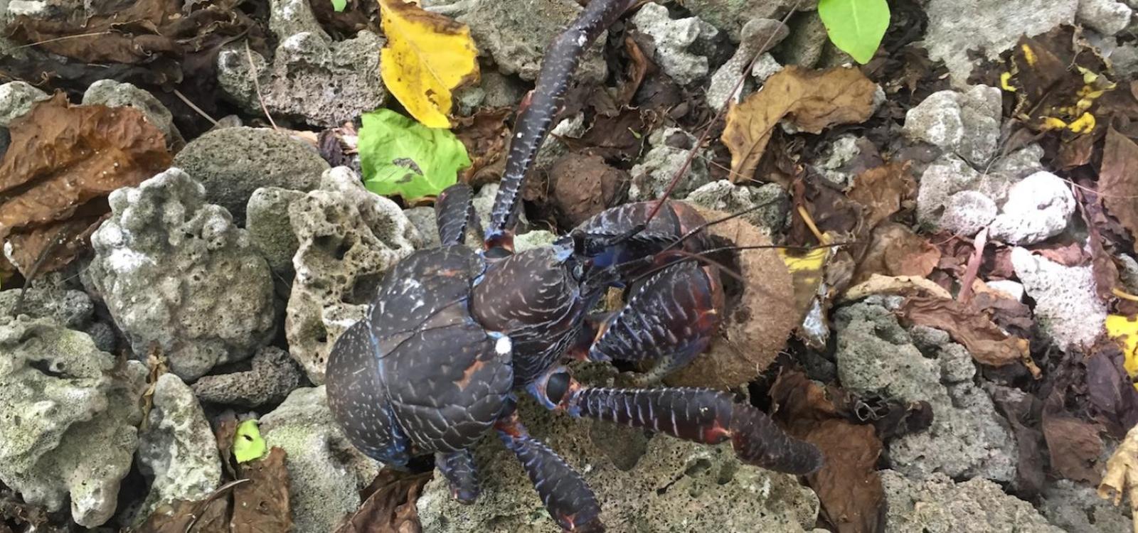 rahui then and now | Tetiaroa Society