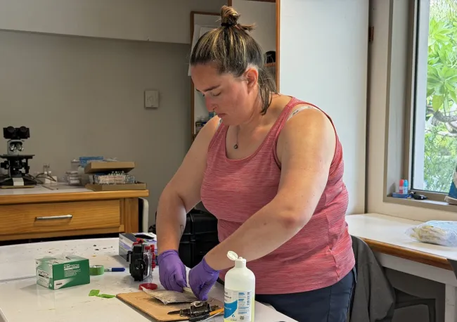 Ecophysiology and microplastics in French Polynesia coral reefs ...