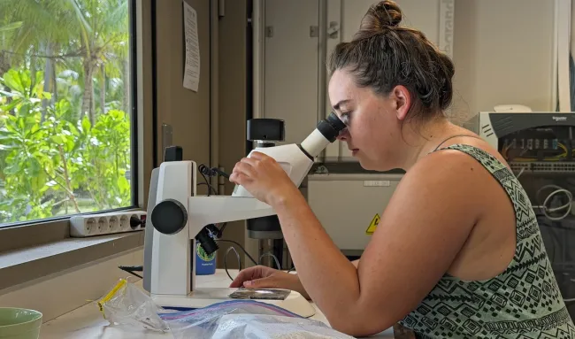 Ecophysiology and microplastics in French Polynesia coral reefs ...